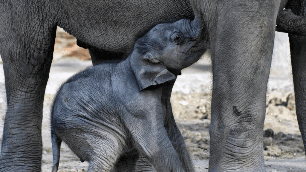 Beyond Infancy: Mother Elephant-Calf Bond