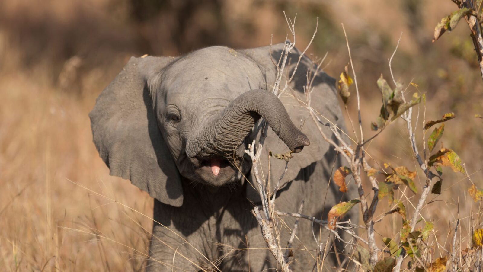 Fun Facts About Baby Elephants: The Adorable Giants