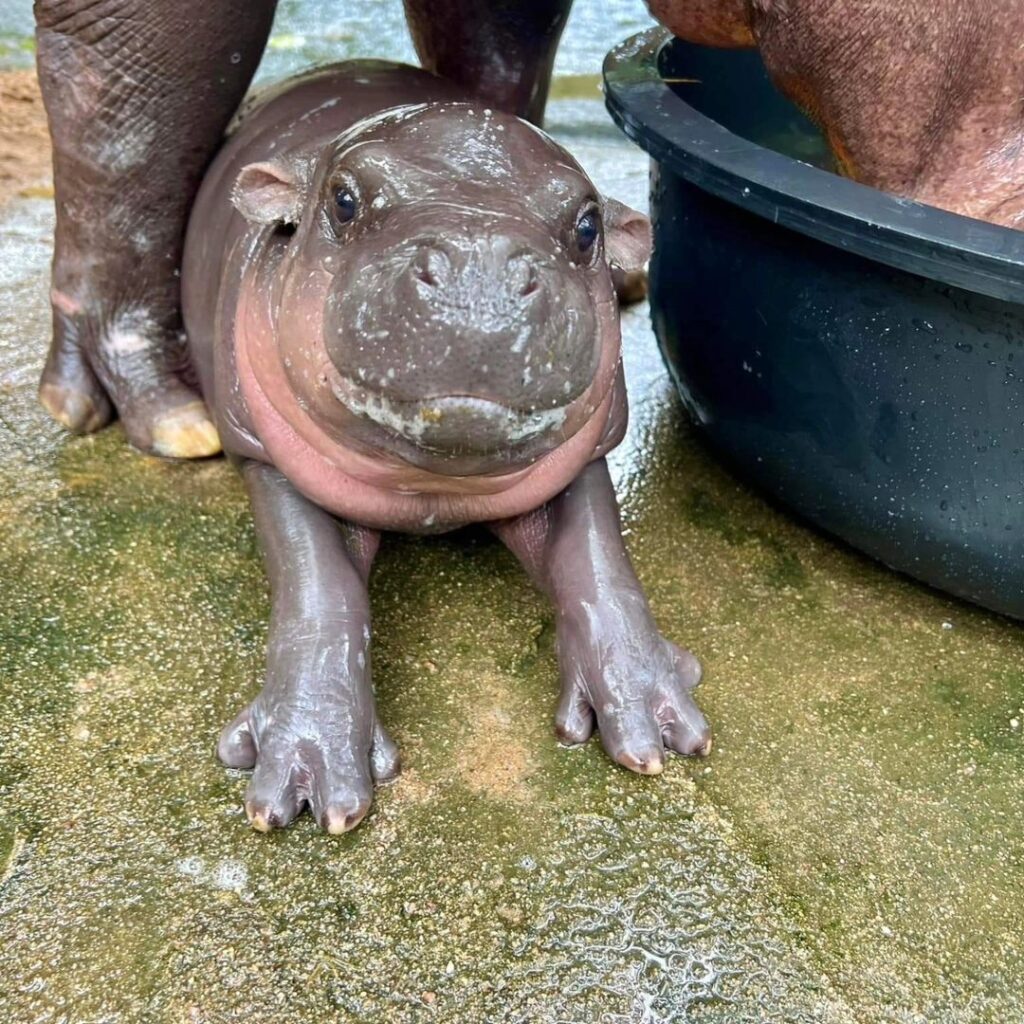 Meet Moo Deng: Thailand’s Internet-Famous Baby Hippo Stealing Hearts ...