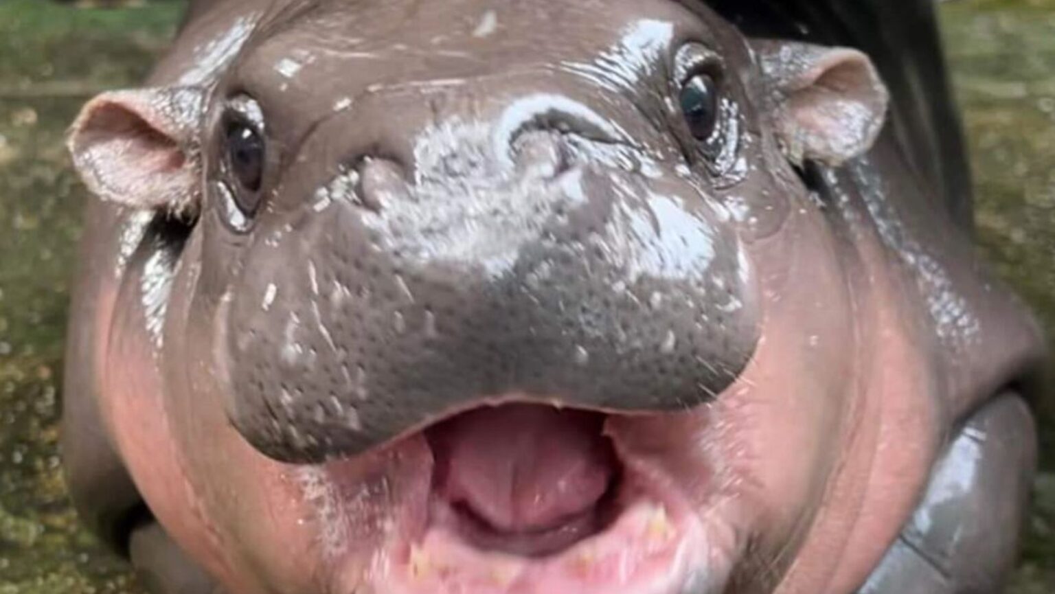 Meet Moo Deng: Thailand’s Internet-Famous Baby Hippo Stealing Hearts ...