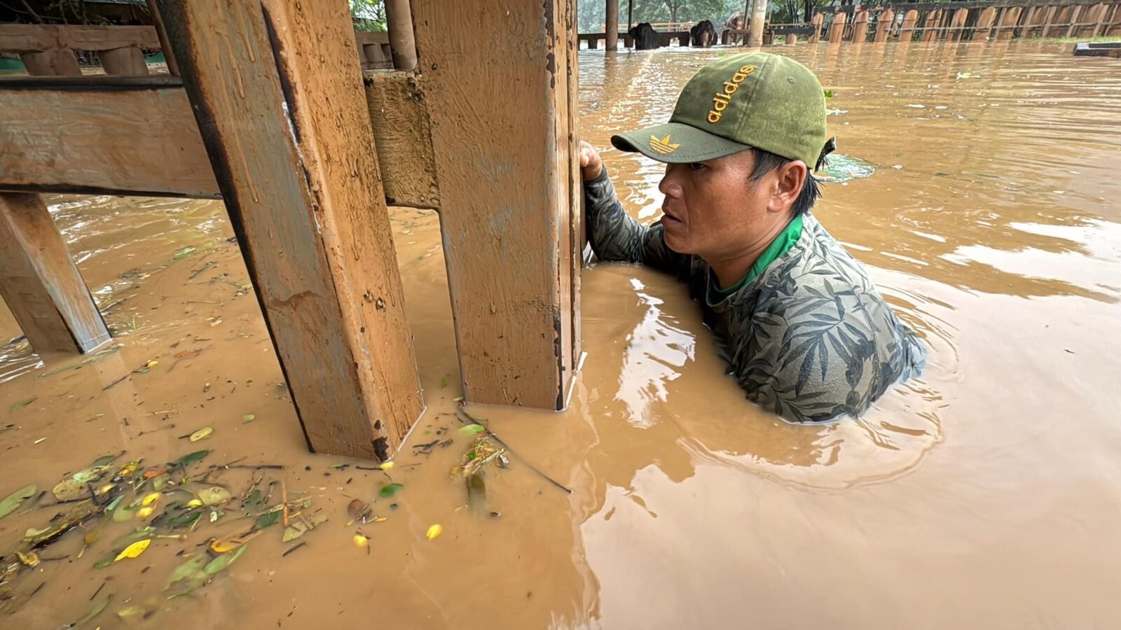 Ping River Flooding in Chiang Mai Causes Crisis at Elephant Nature Park